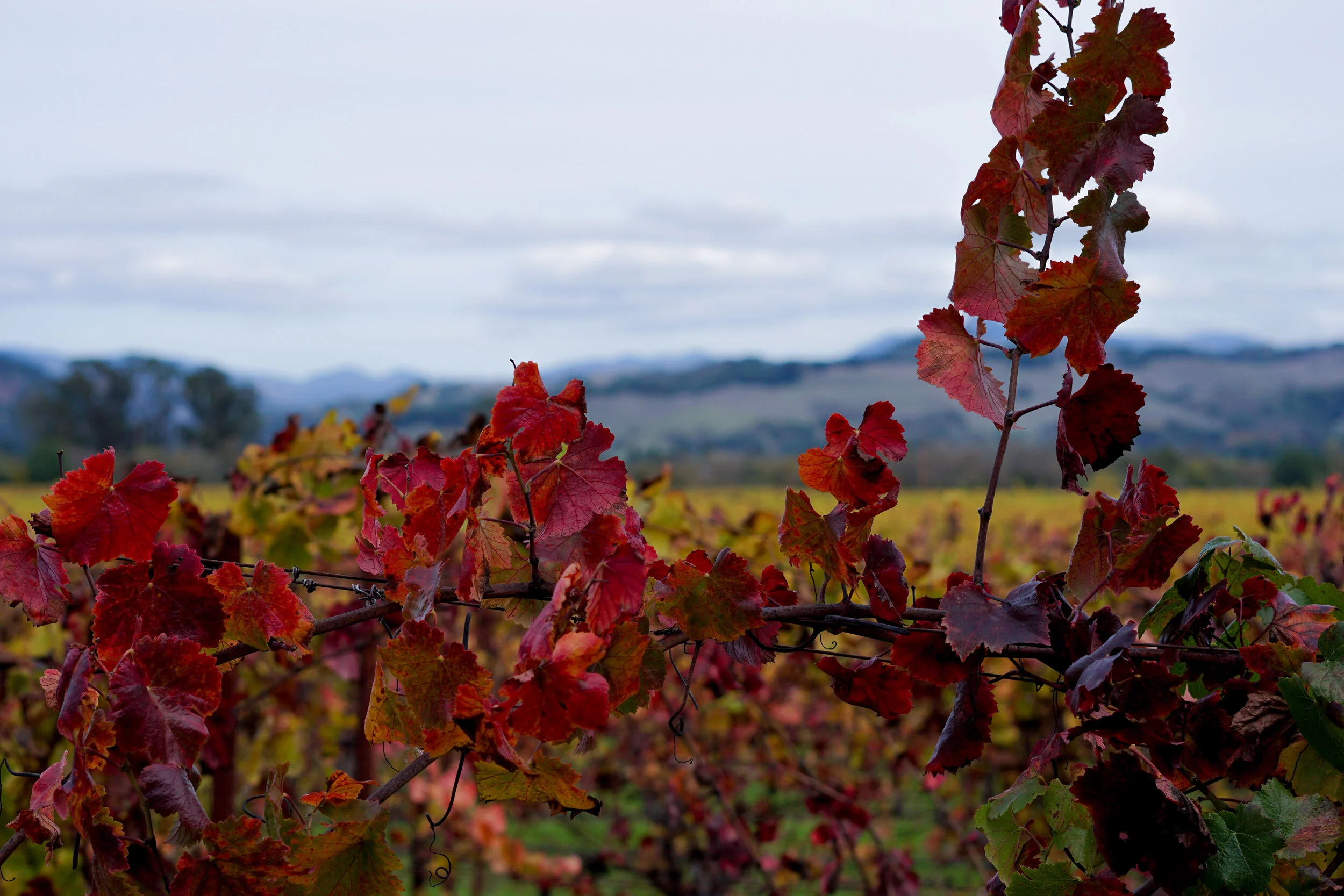 Vineyard Layout Services