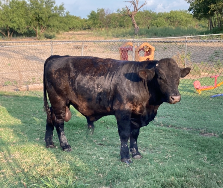 Buzzard the Famous Bucking Bull — Briars and Cactus Flowers