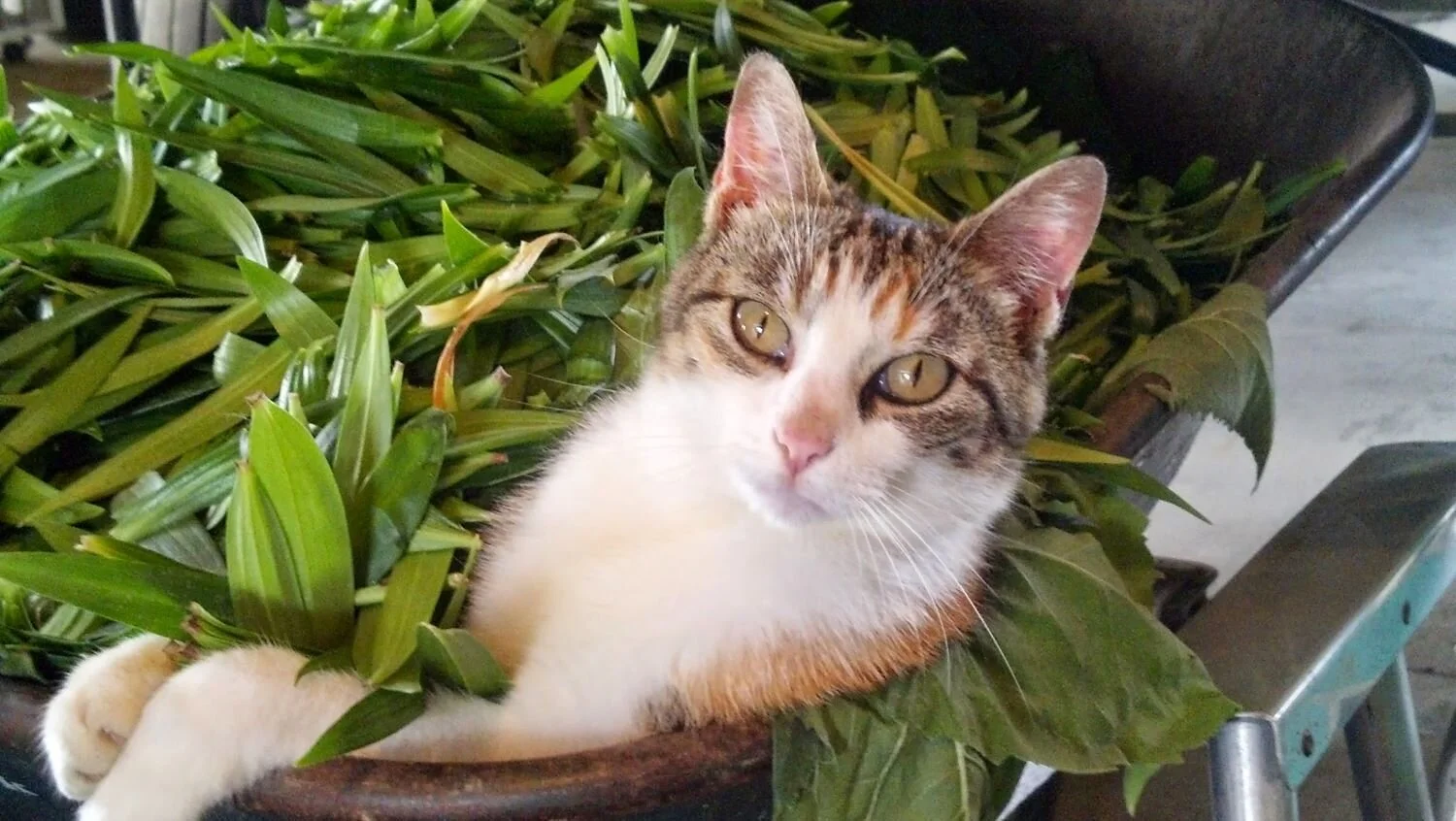 General 5 — Pheasant Run Farm