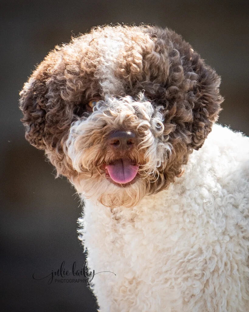 Are Lagotto Romagnolo And Portuguese Water Dogs The Same