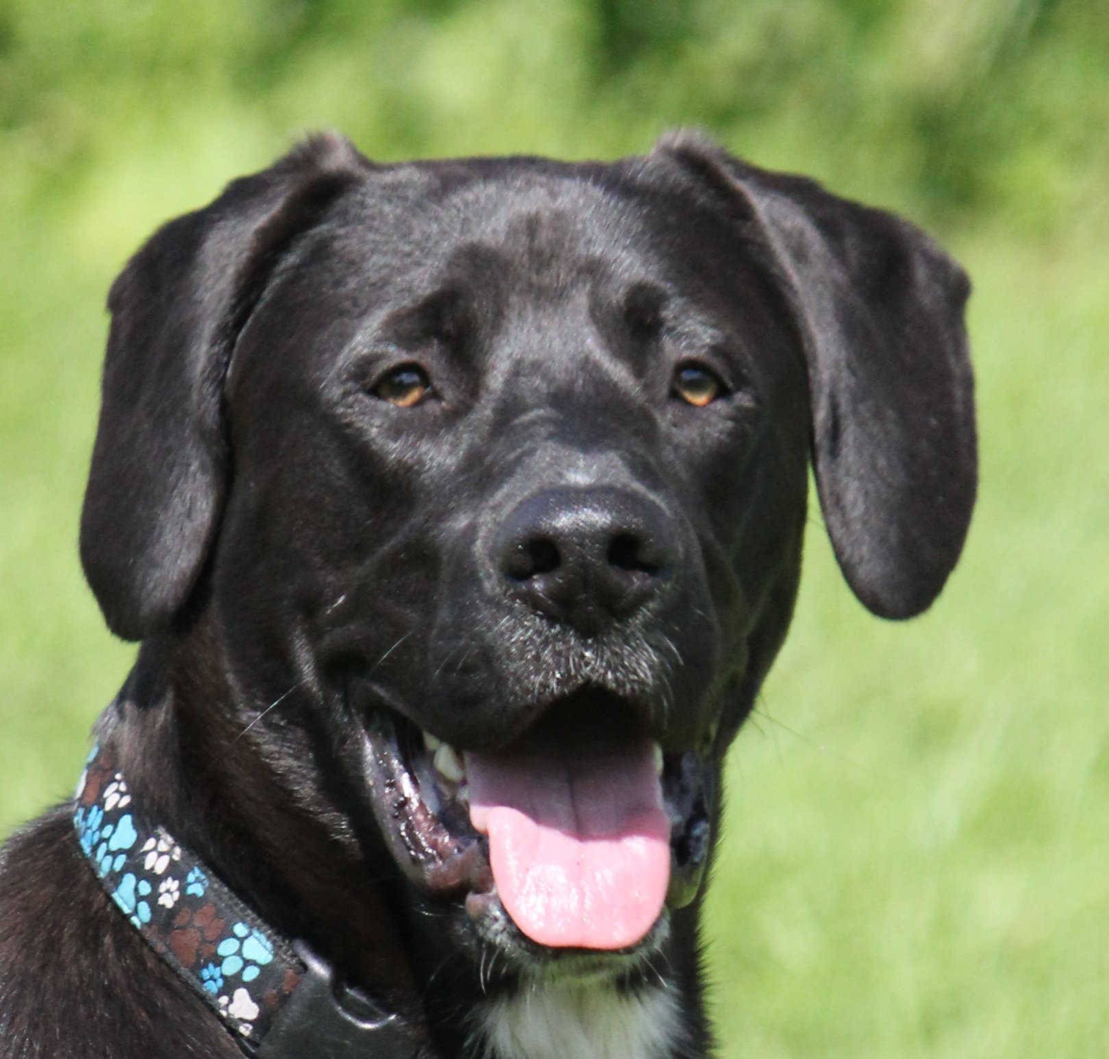 Team 1 — Flying Ace Dog Training