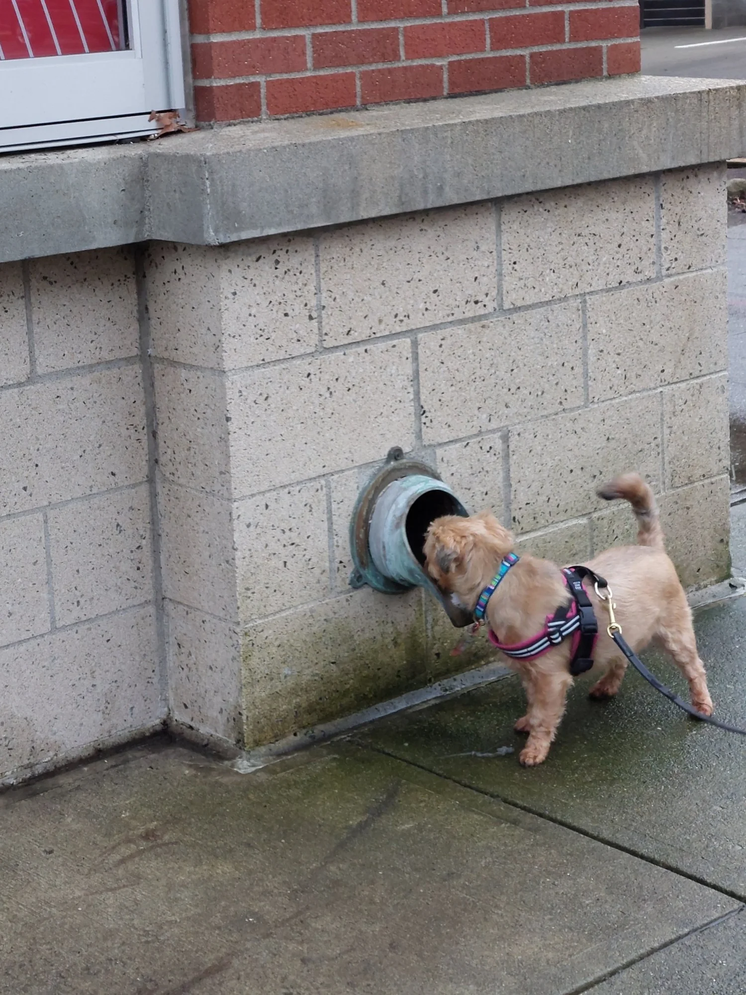 Classes — Flying Ace Dog Training