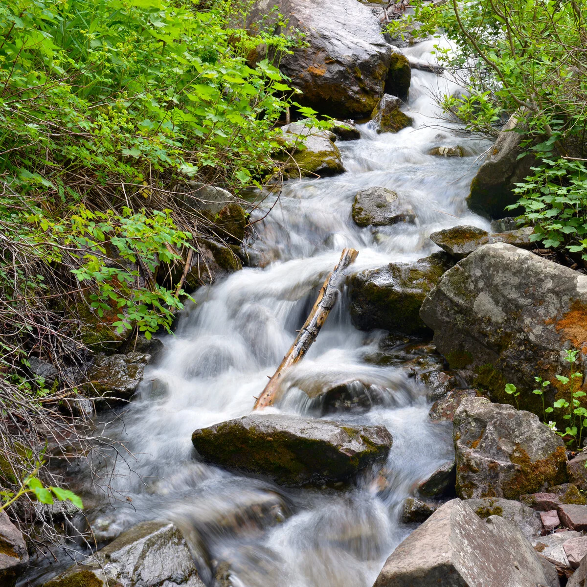 Blog 2 — Homestead or Dead