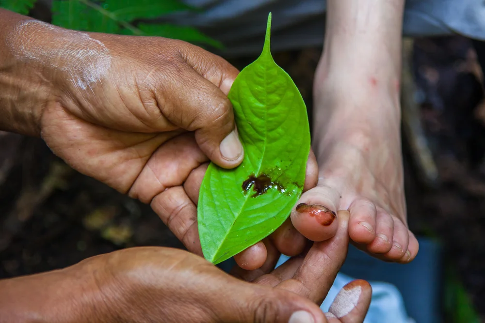 Traditional uses — Dragon's Blood Growers Association