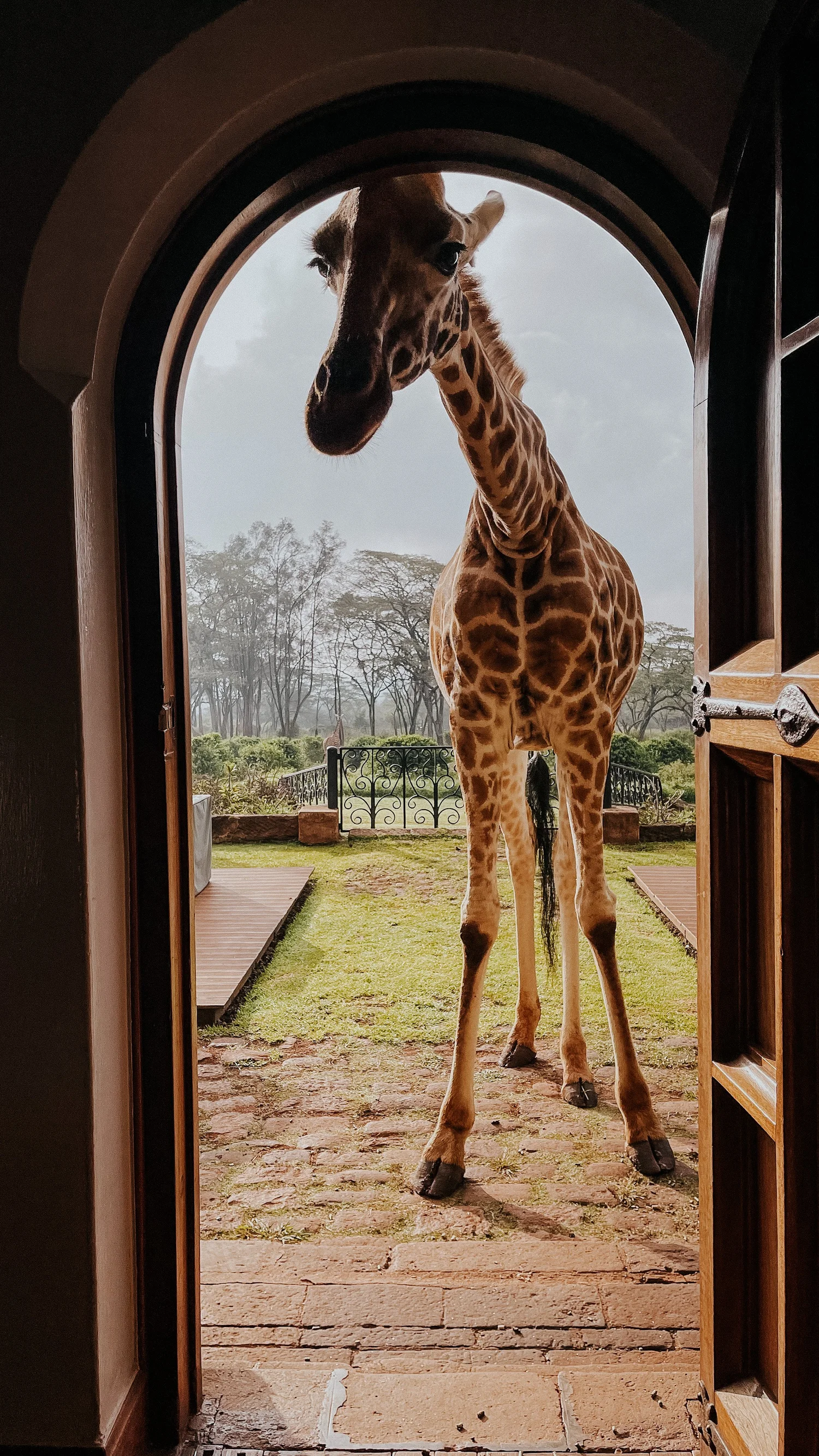 What it’s like to visit Giraffe Manor — Nomadic Virgo