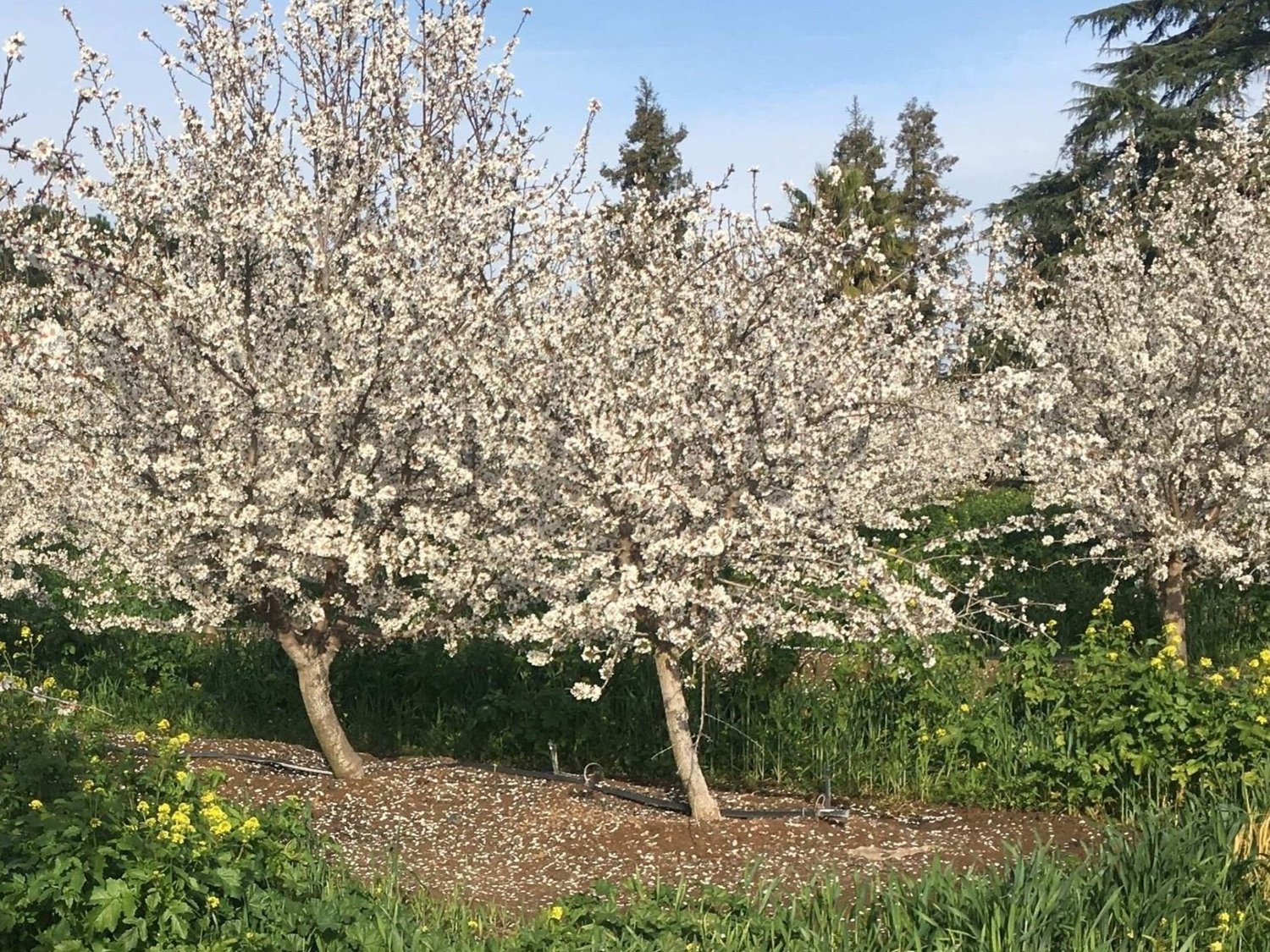 The Archive — The Almond Doctor