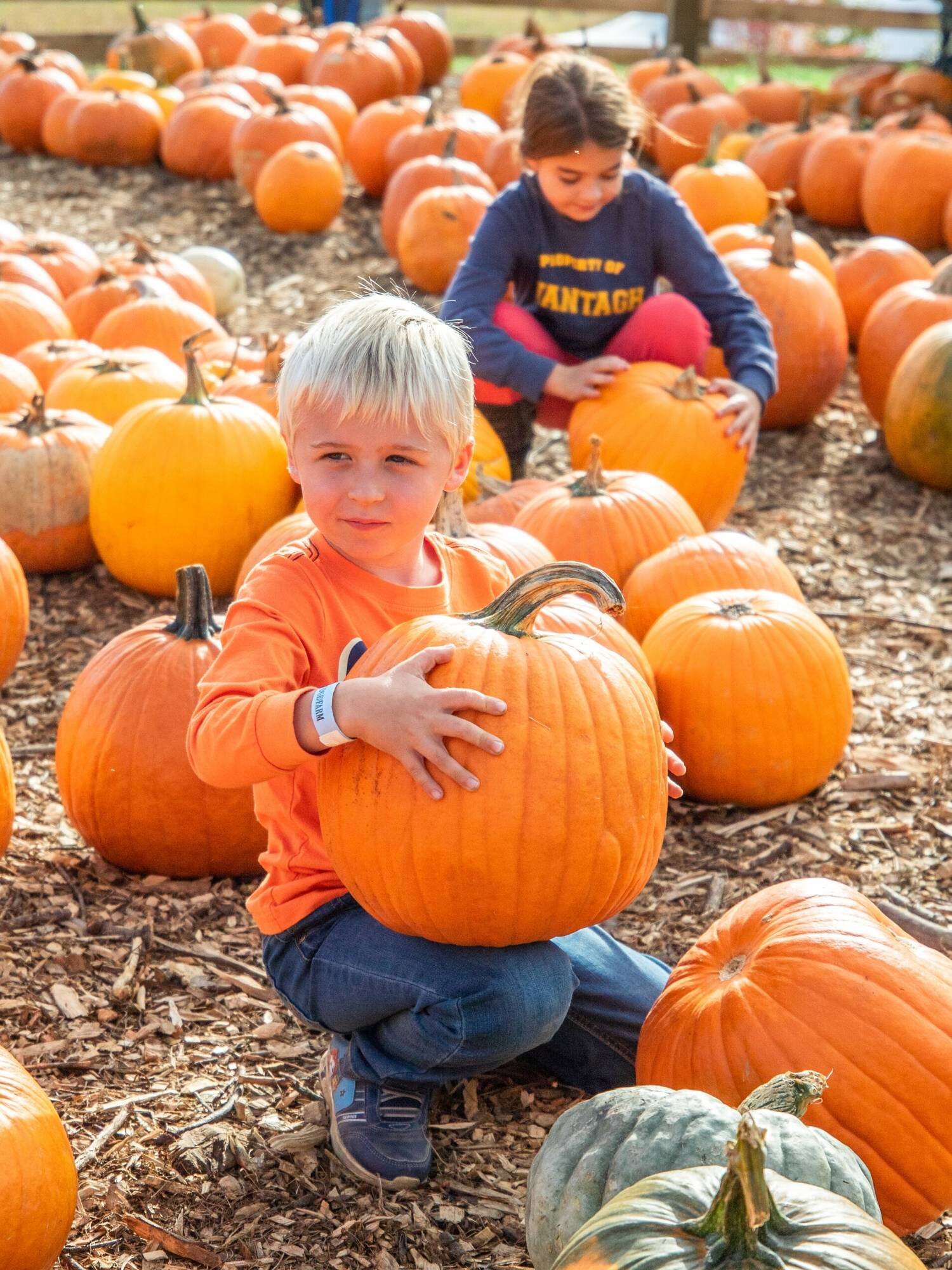 Educational Fall Field Trips | Liberty Ridge Farm | Albany-Saratoga ...