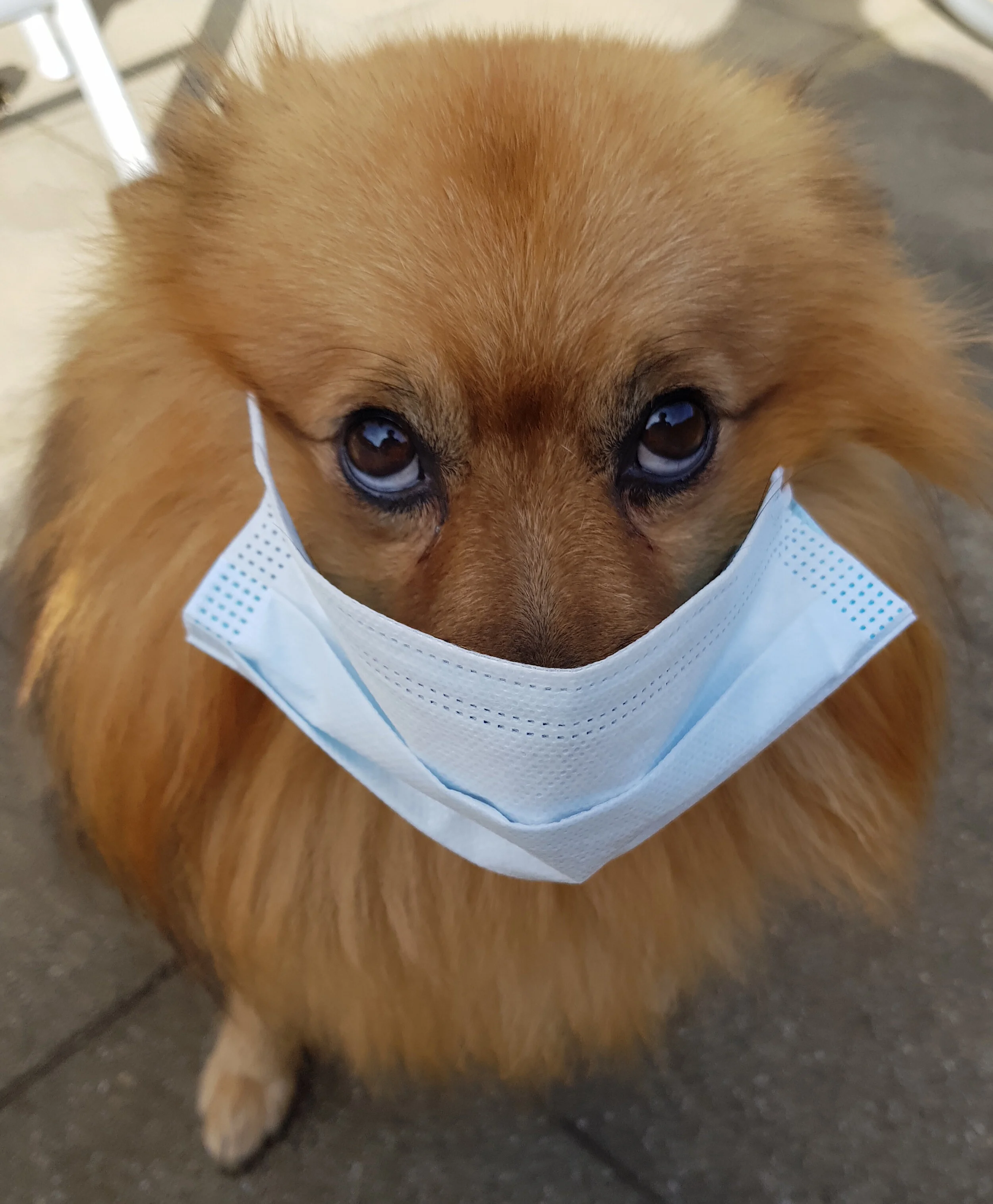 Corona Dogs — VOM HAUS HOHENSPITZ