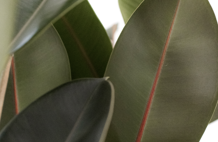 Contact — Jessica Nelson Design