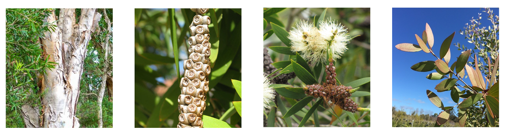 Invasive Bahamian Plants — EcoTings Bahamas