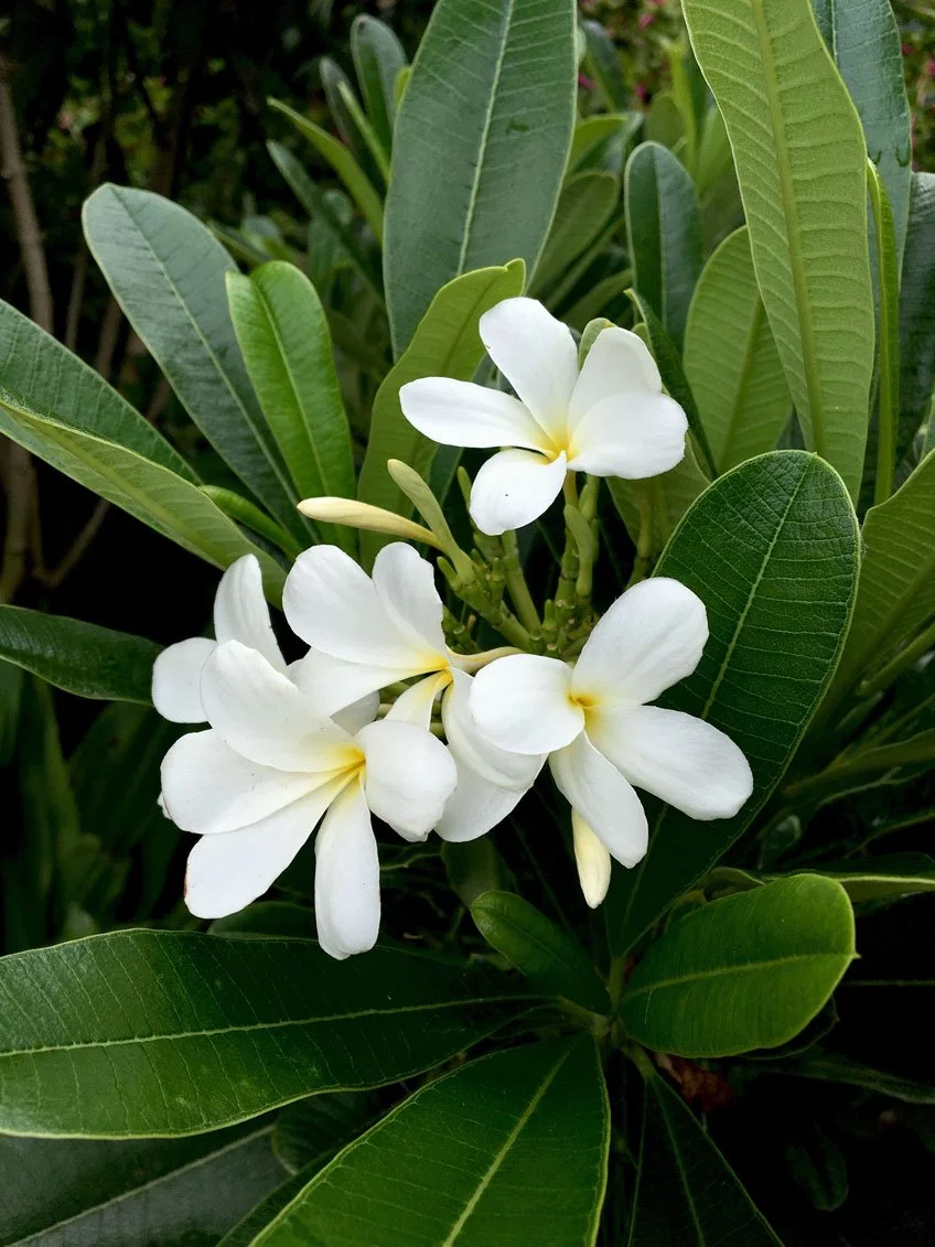 Endemic Bahamian Flowers — EcoTings Bahamas