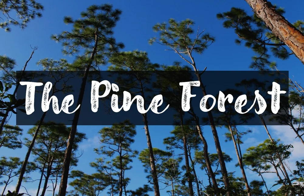 The Bahamian Pine Forest — EcoTings Bahamas