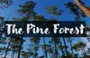 The Bahamian Pine Forest — EcoTings Bahamas