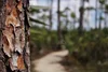 The Bahamian Pine Forest — EcoTings Bahamas