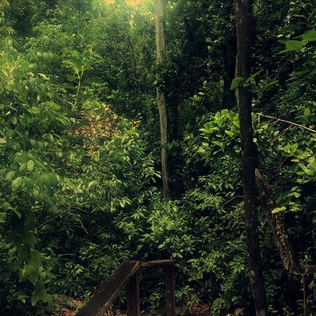 The Blackland Coppice — EcoTings Bahamas