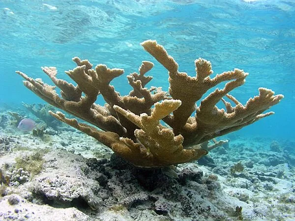 The Caribbean Coral Reefs — EcoTings Bahamas