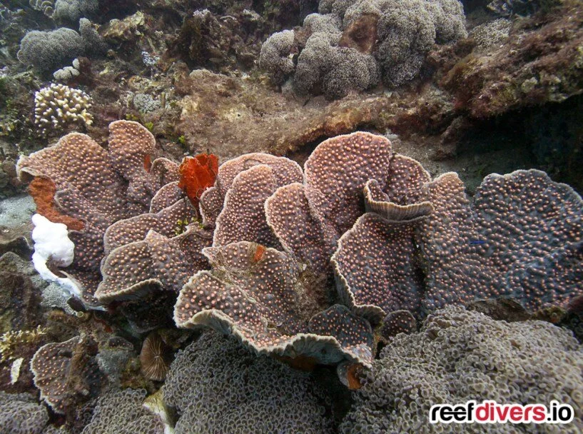 The Caribbean Coral Reefs — EcoTings Bahamas