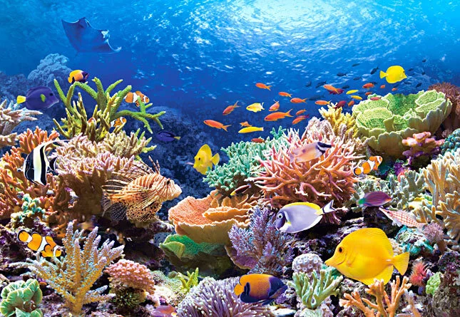 The Caribbean Coral Reefs — EcoTings Bahamas