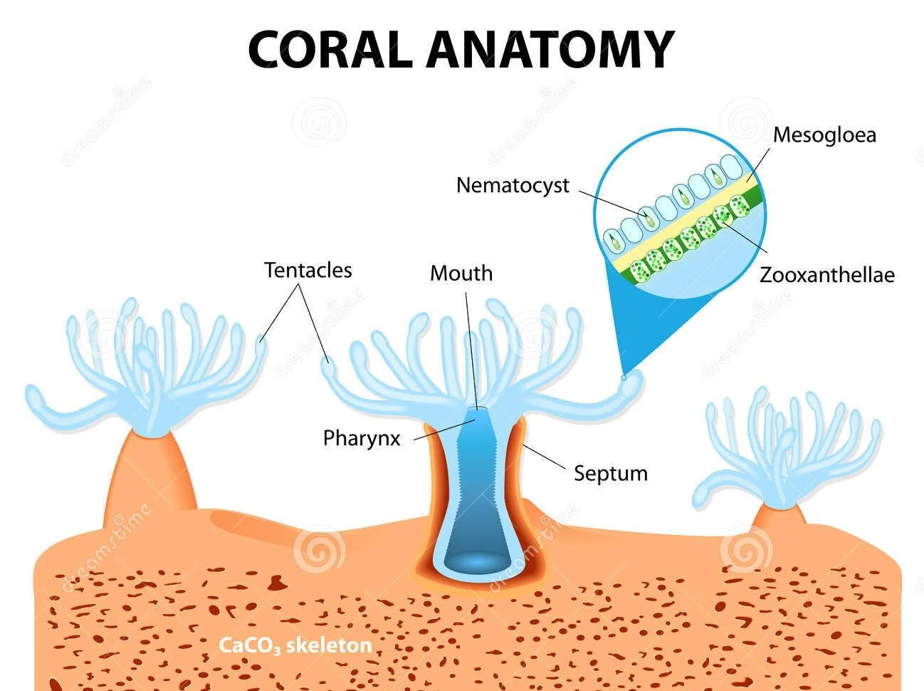The Caribbean Coral Reefs — EcoTings Bahamas