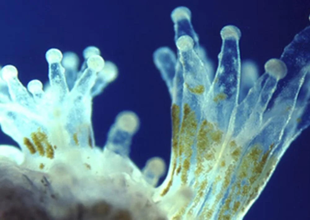 The Caribbean Coral Reefs — EcoTings Bahamas