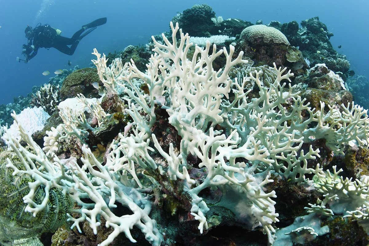 The Caribbean Coral Reefs — EcoTings Bahamas