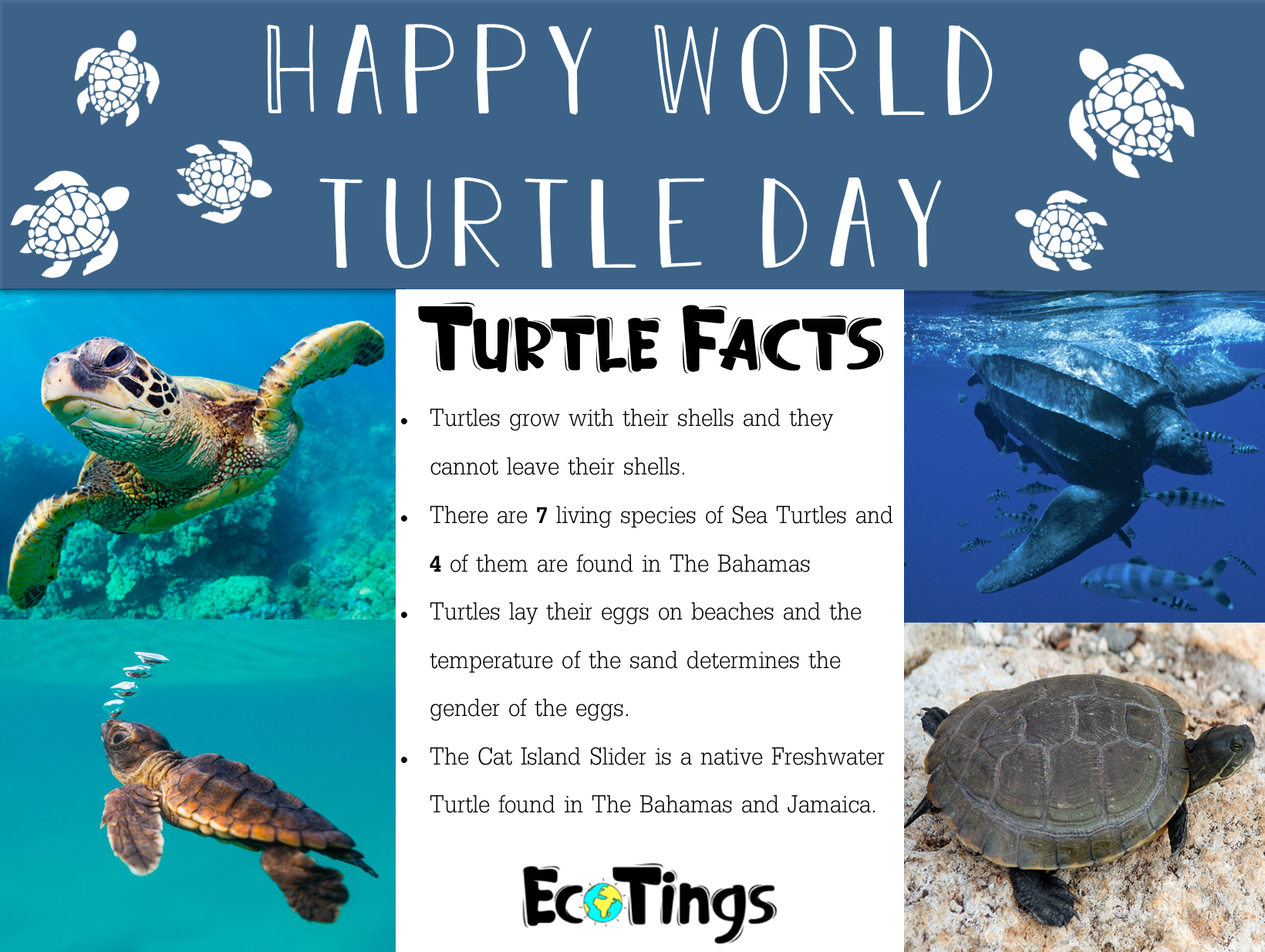 Fun Facts — EcoTings Bahamas