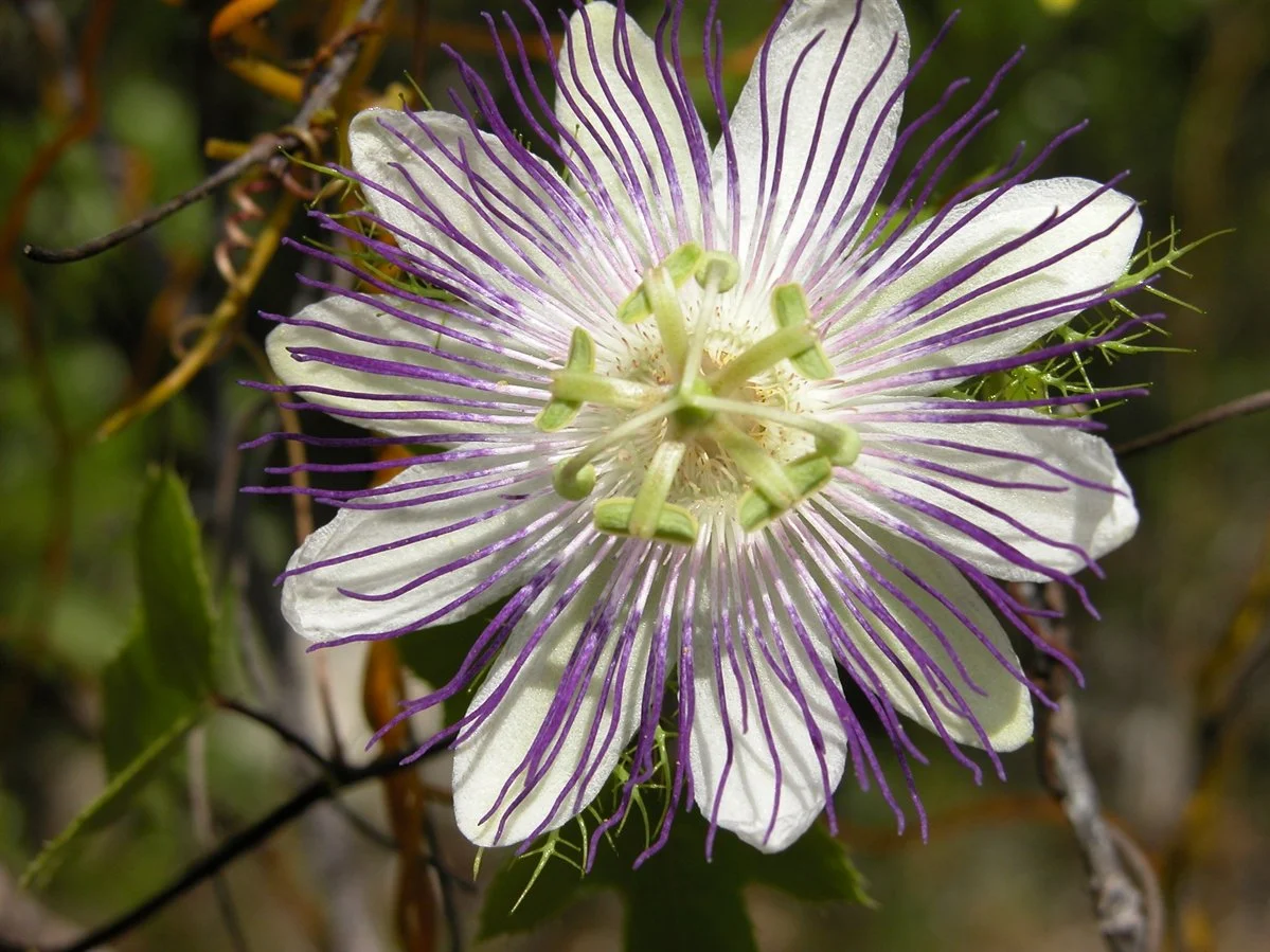 Endemic Bahamian Flowers — EcoTings Bahamas