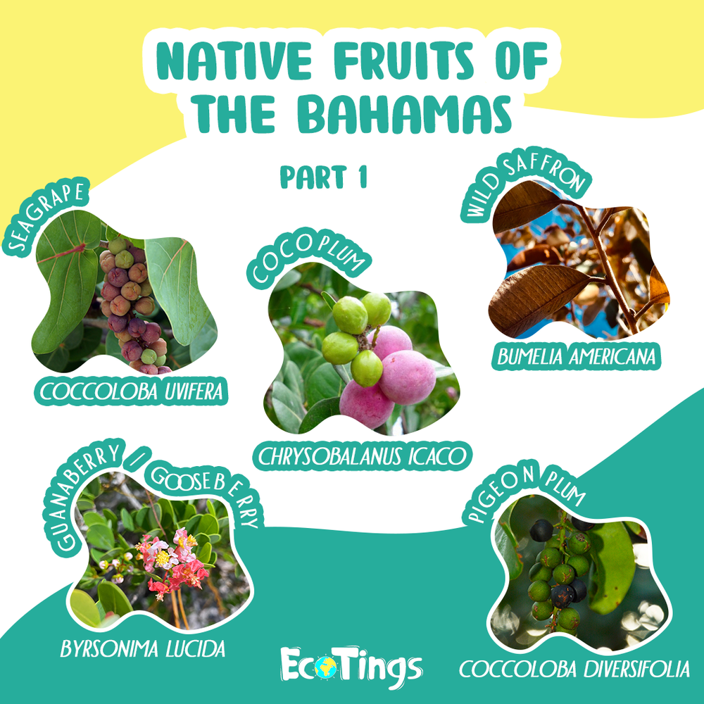 Native Edible Bahamian Fruits — EcoTings Bahamas