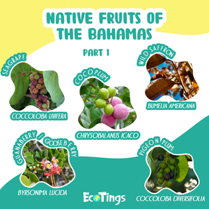 Native Edible Bahamian Fruits — EcoTings Bahamas