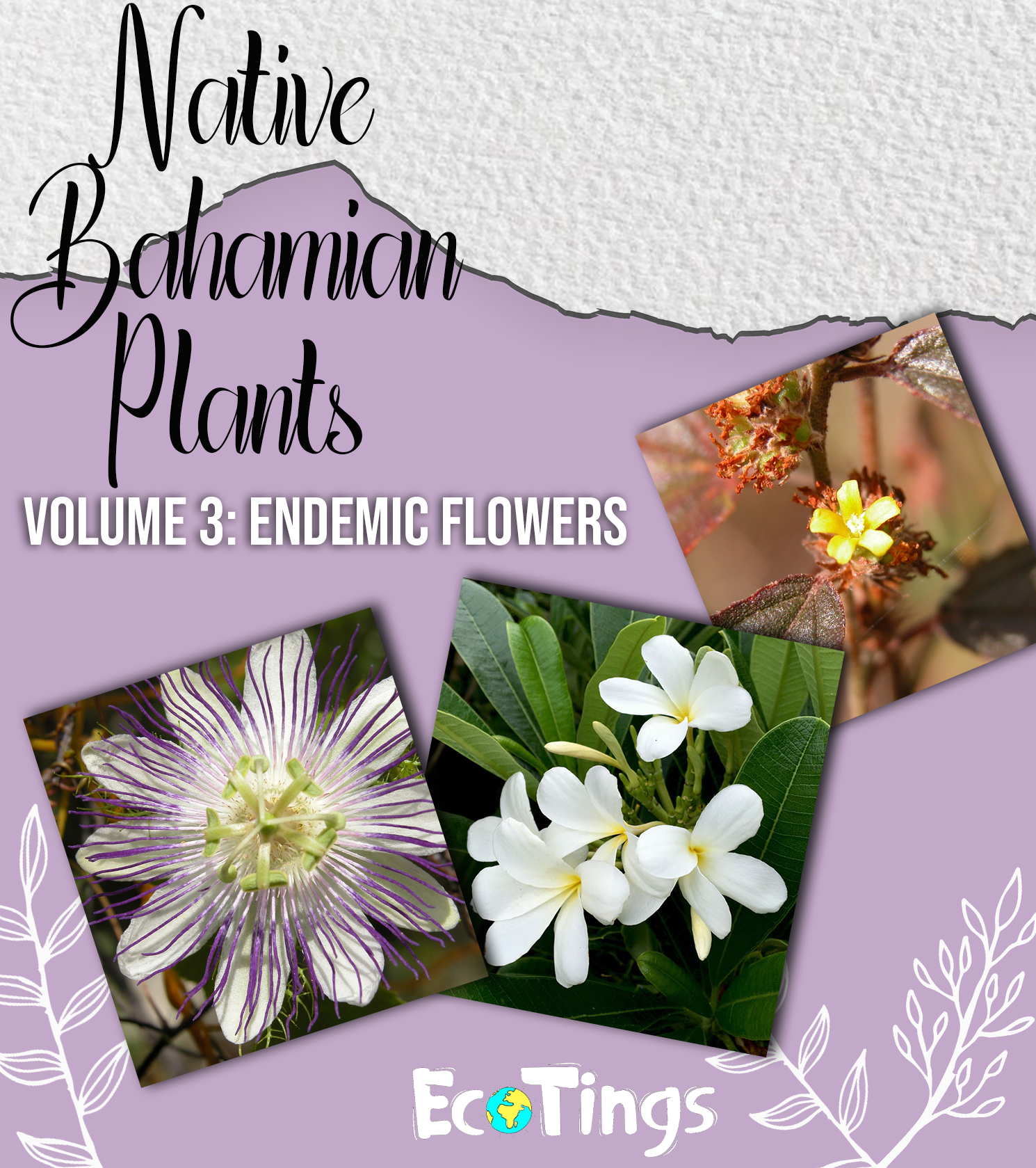 Endemic Bahamian Flowers — EcoTings Bahamas