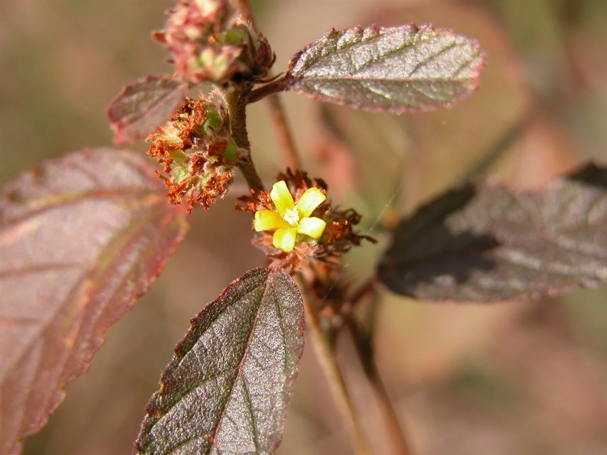 Endemic Bahamian Flowers — EcoTings Bahamas