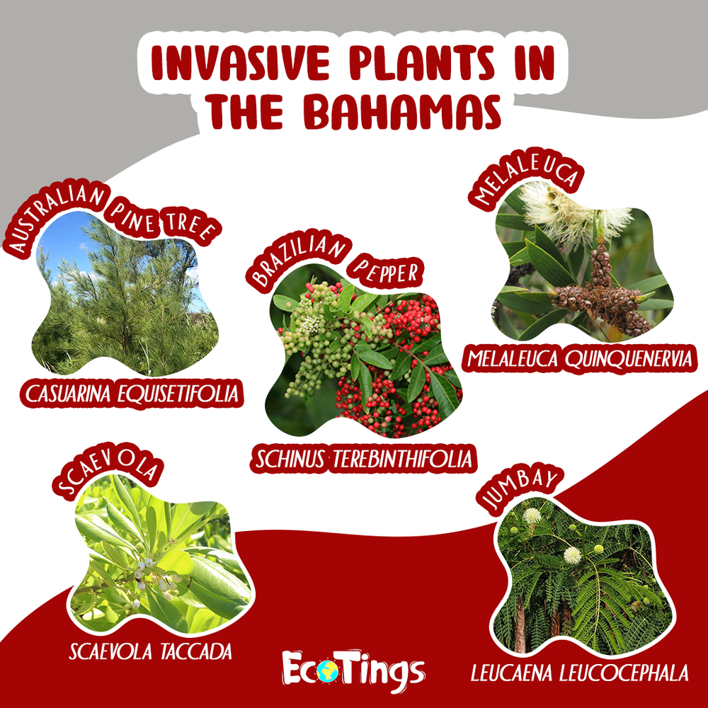 Invasive Bahamian Plants — EcoTings Bahamas