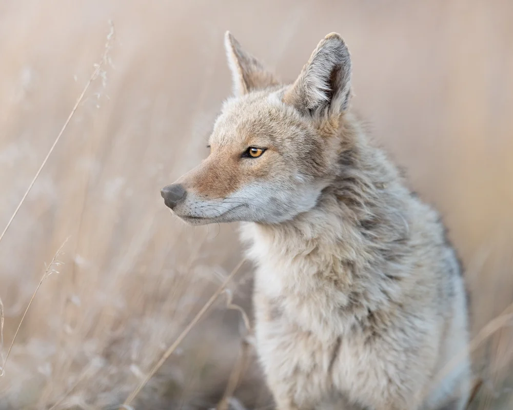 Coyote Headshot