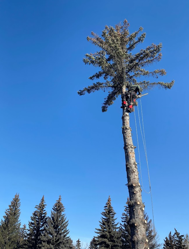 Prune It Up | Professional Tree Service — Spruce It Up Garden Centre