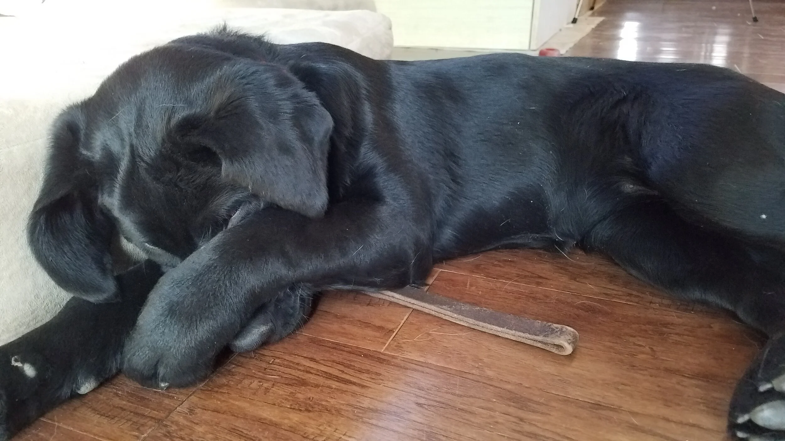 Hero Labradors