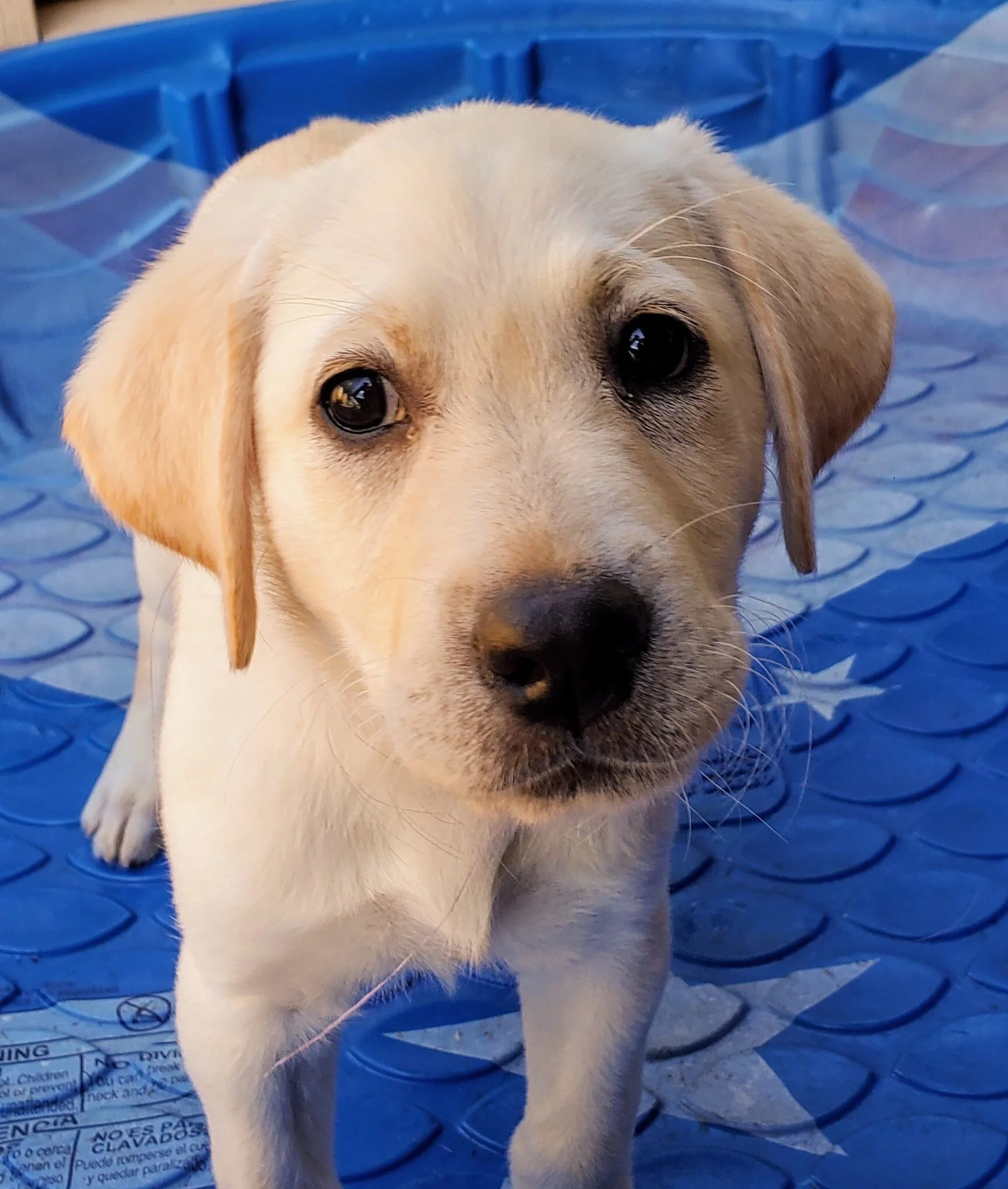 Hero Labradors
