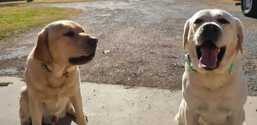 Hero Labradors