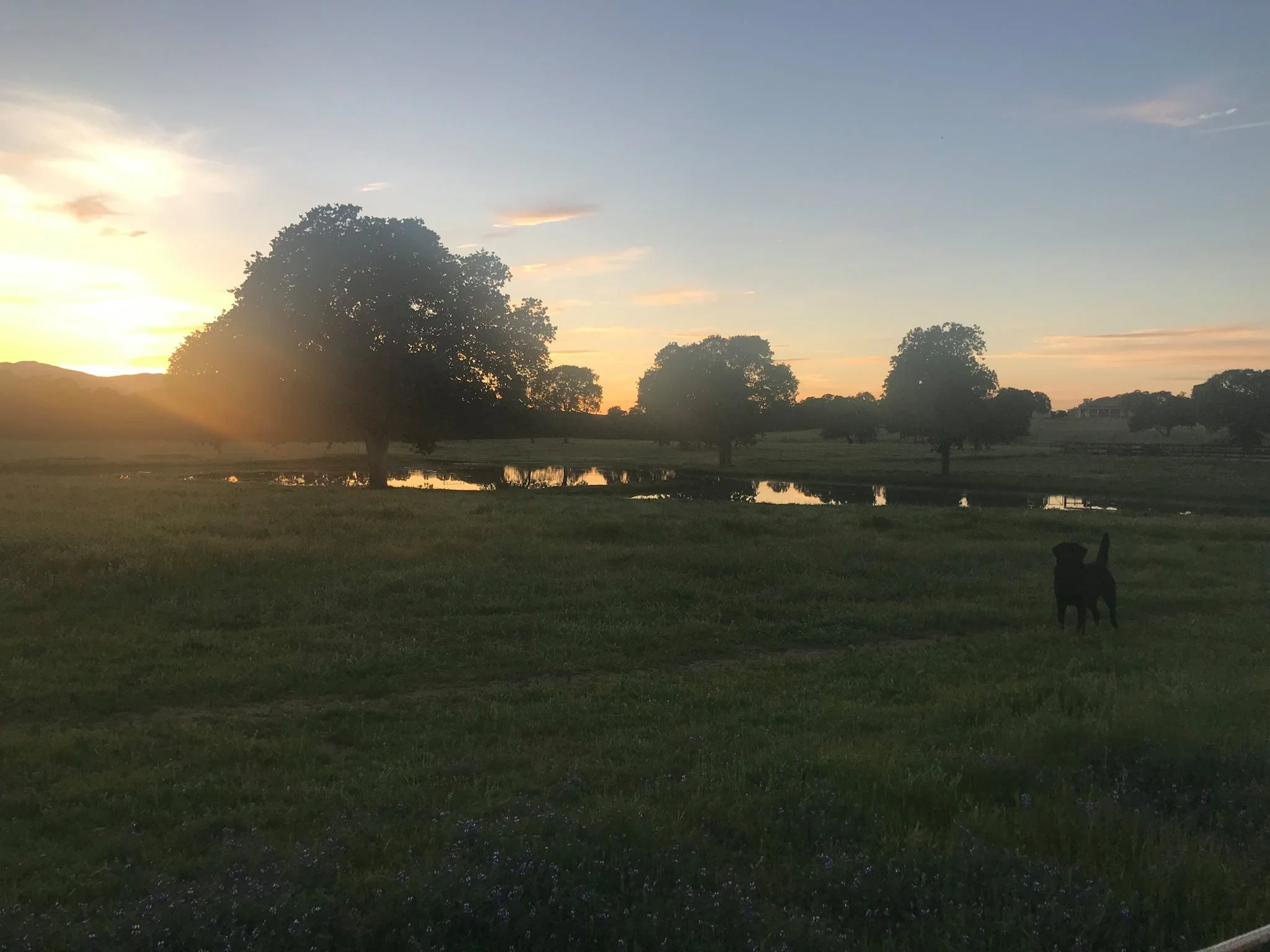 General 2 — Hero Labradors