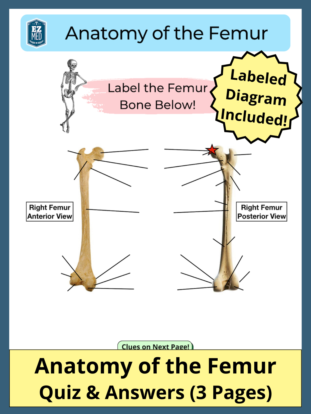 Femur Anatomy Quiz