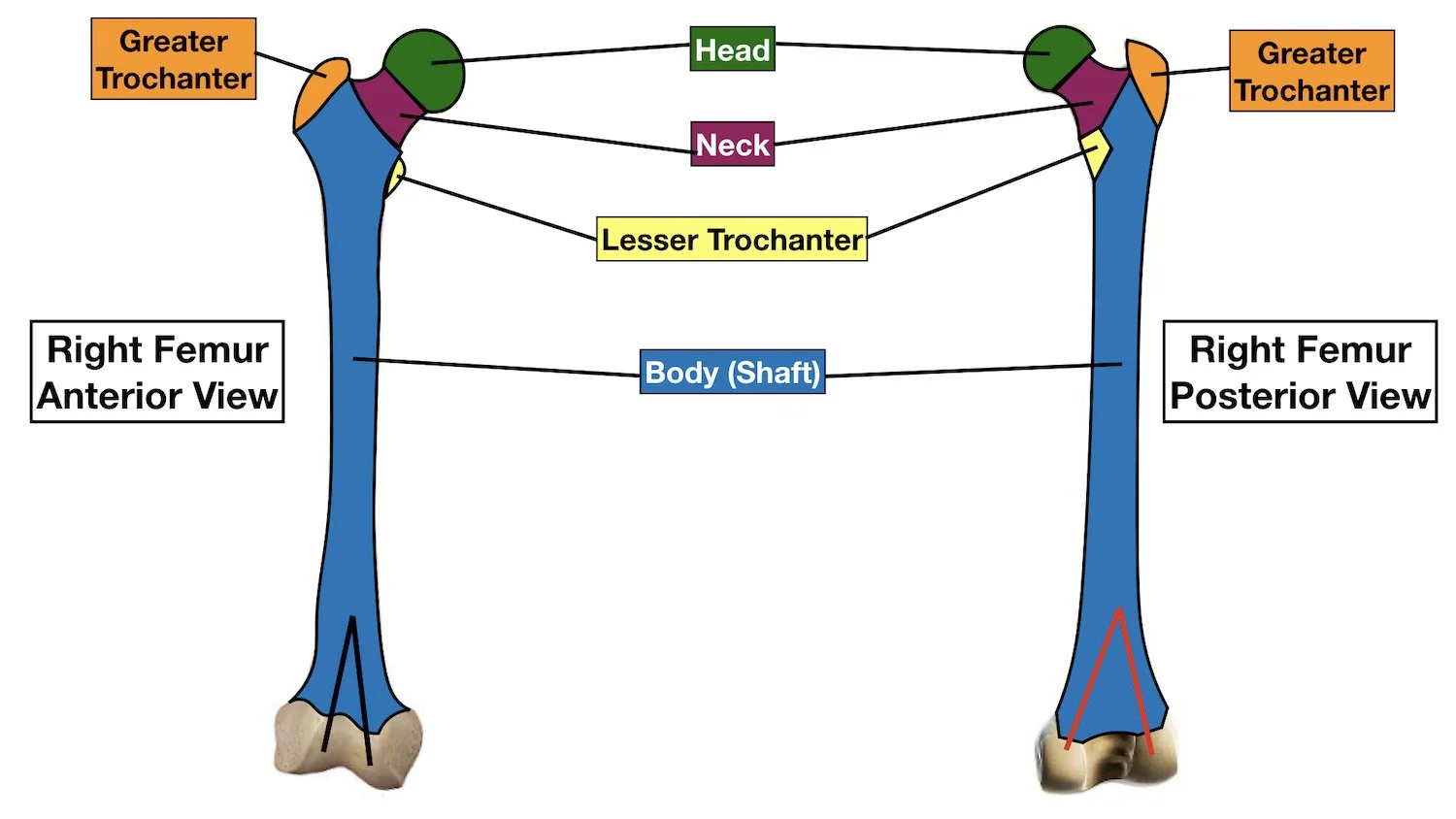 Femur Cross Section Diagram