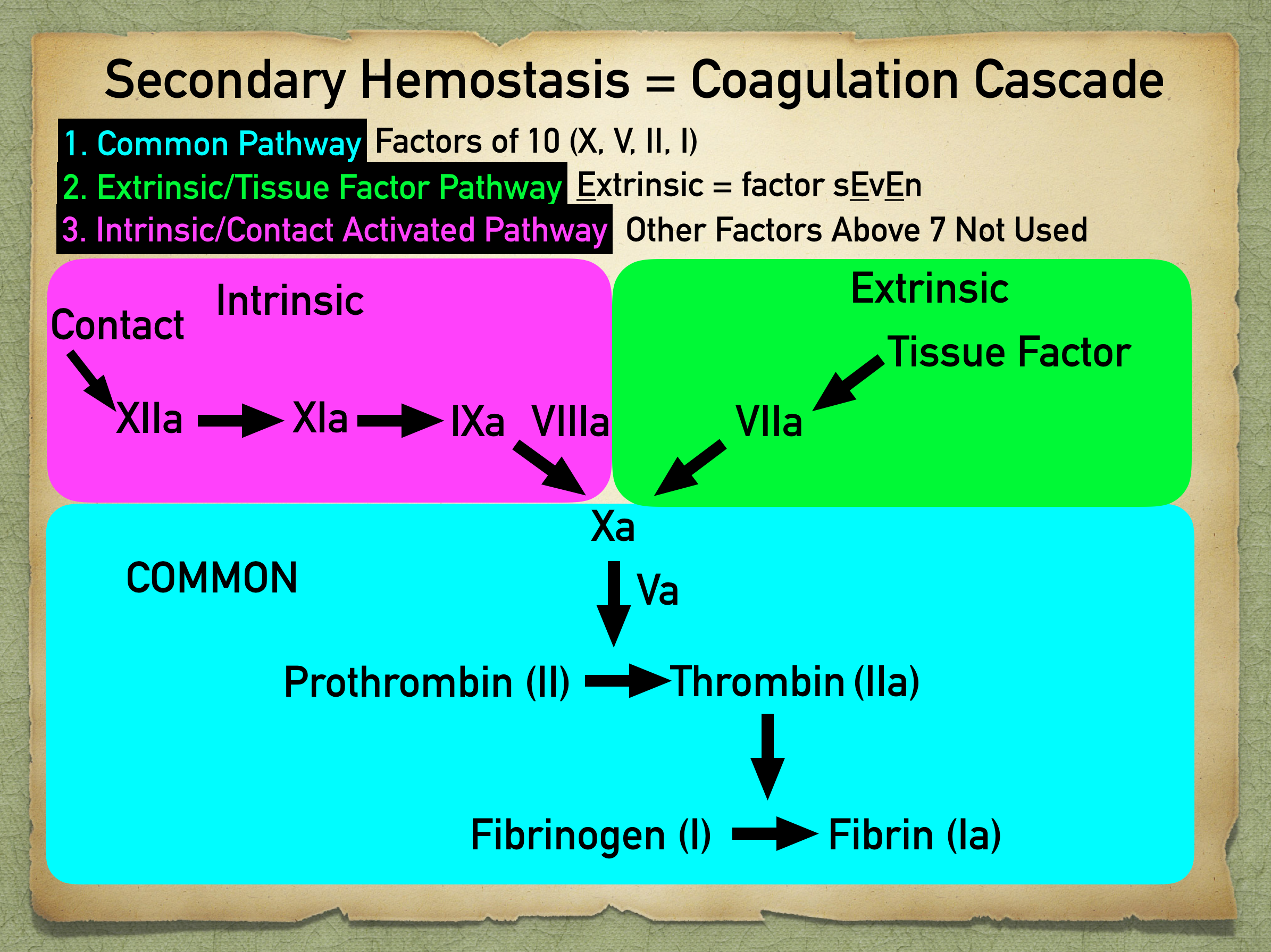 Intrinsic Pathway Coagulation Cascade