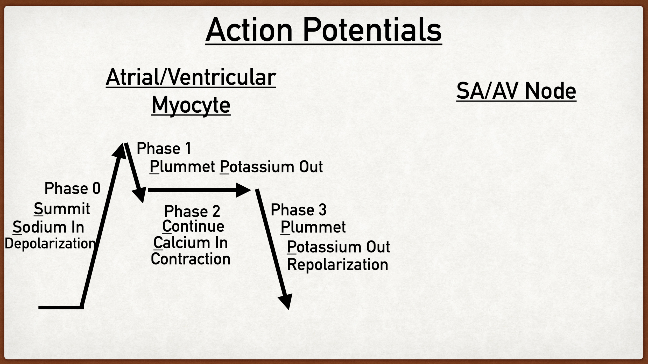 Action Potential Diagram Explanation