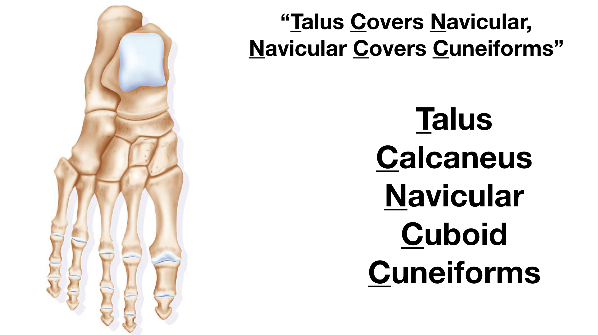 Tarsal Bones Unlabeled