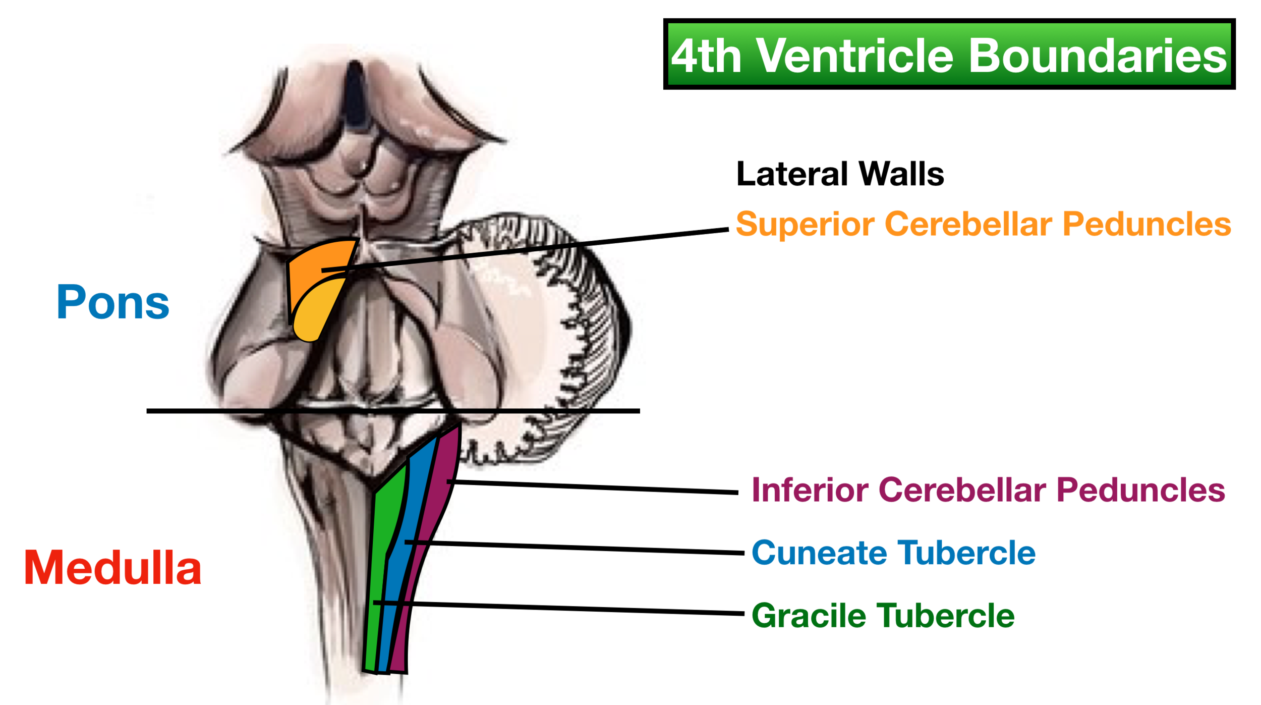 Medical Definition Of Lateral Ventricles at Edward Davenport blog