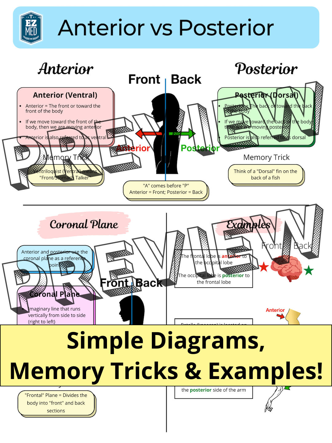 Anatomical Directional Terms And Position PDF Definitions Diagrams anatomical-directional-terms-and-position-pdf-definitions-diagrams