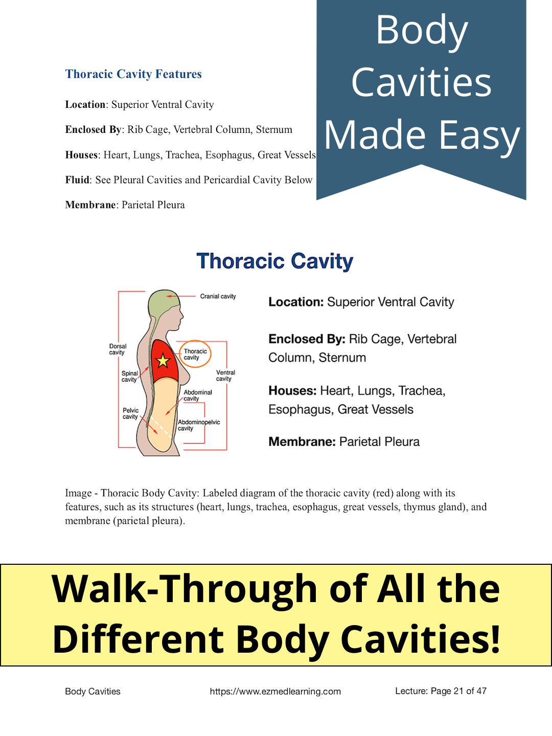 Body Cavities Labeled Diagram PDF: Anatomy, Organs, Definitions ...