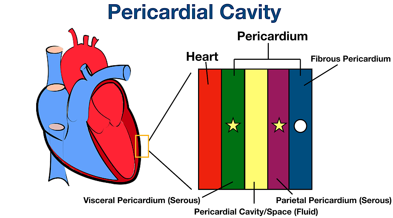 Pericardial Cavity Diagram