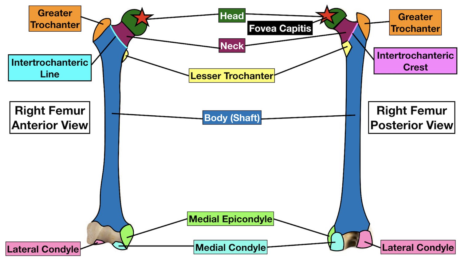 Femur Bone Anatomy: Labeled Diagram, Quiz, Color-Coded Parts, Skeletal ... Femur Bone Anatomy: Labeled Diagram, Quiz, Color-Coded Parts, Skeletal ...