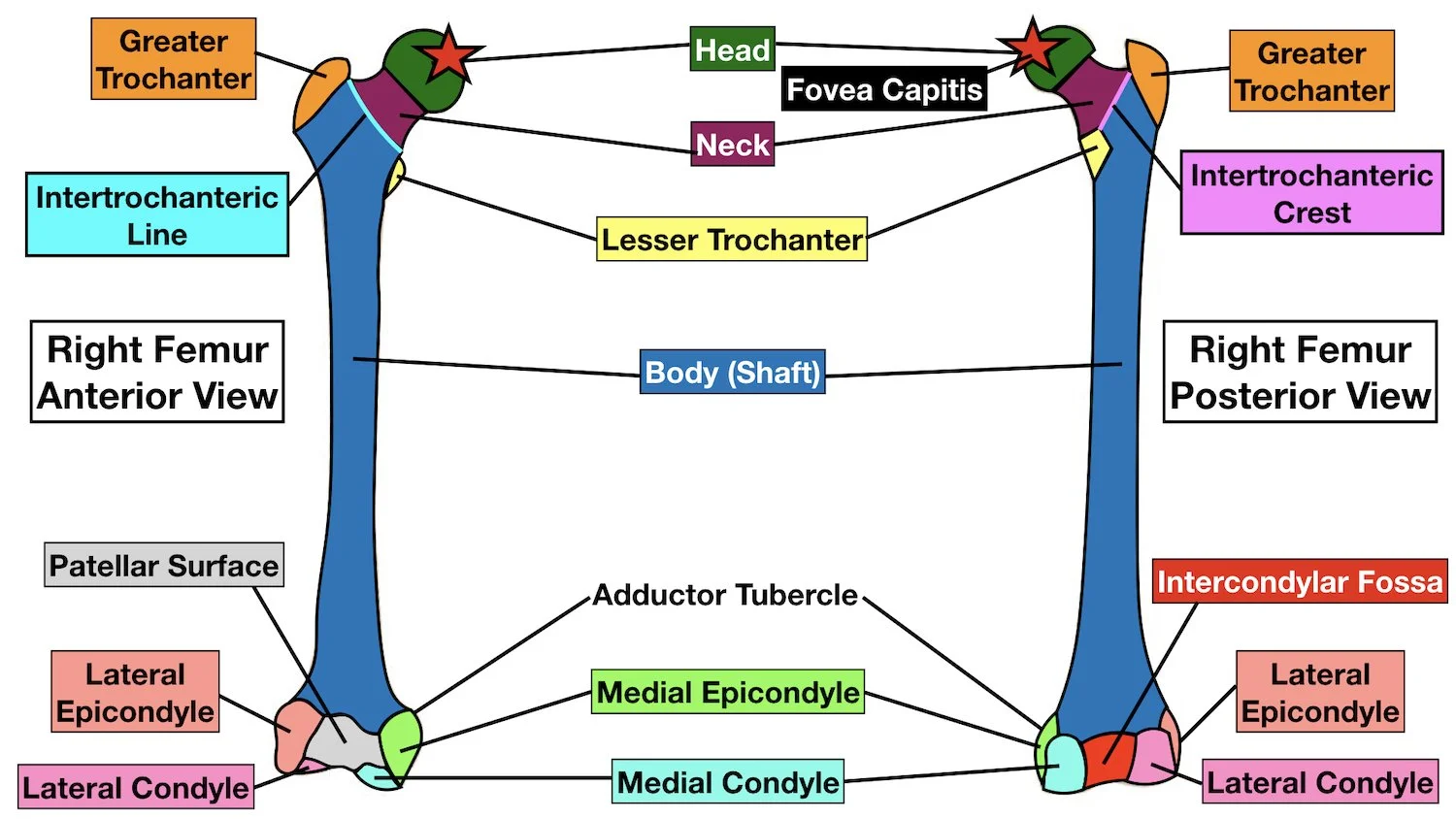 Patellar Surface Of Femur