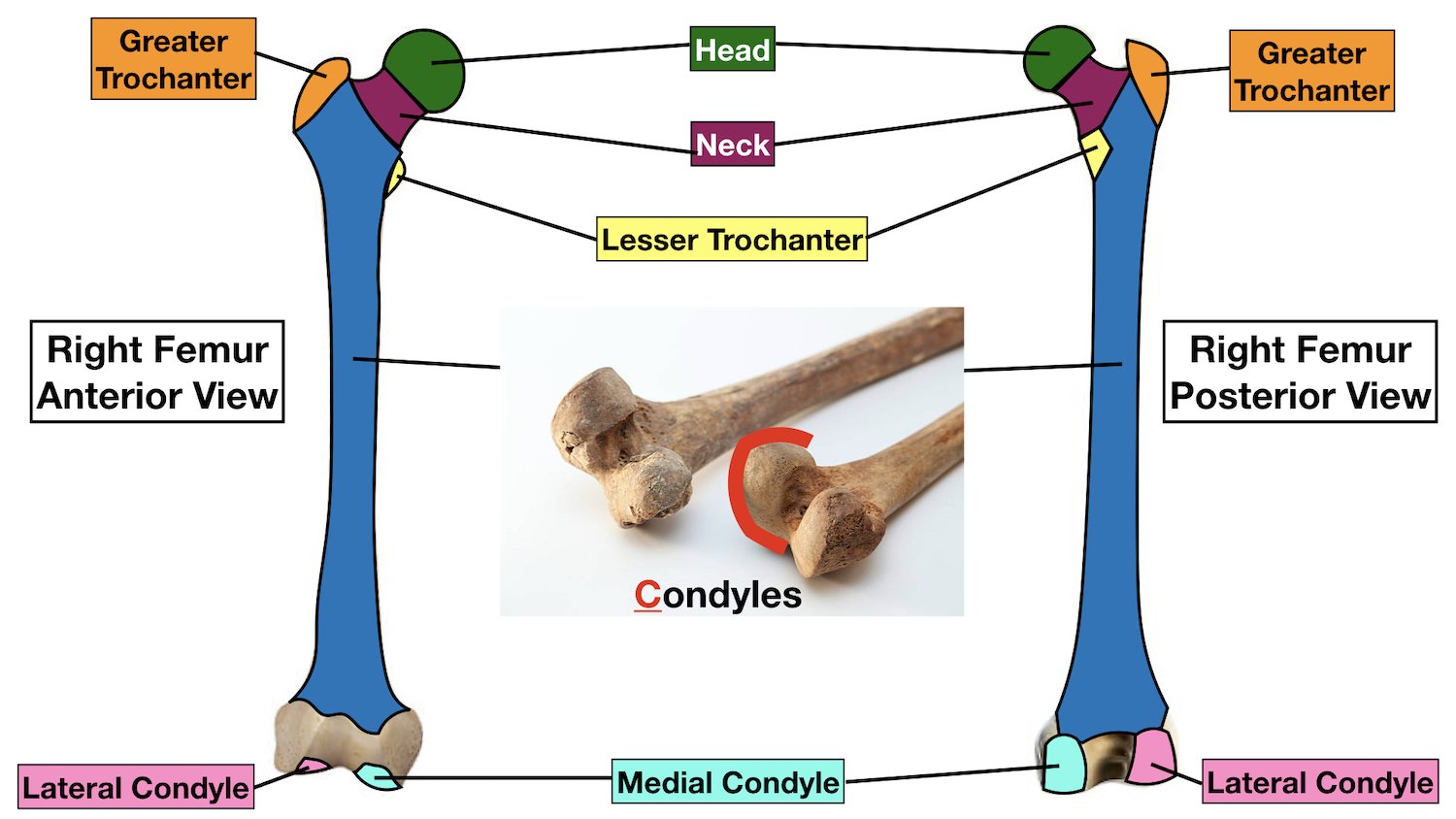 Femur Bone Anatomy: Labeled Diagram, Quiz, Color-Coded Parts, Skeletal ... Femur Bone Anatomy: Labeled Diagram, Quiz, Color-Coded Parts, Skeletal ...